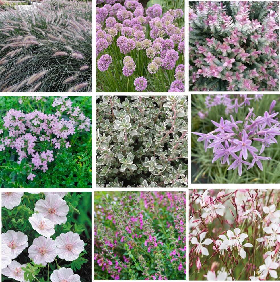 Country Front Garden - Outerspace